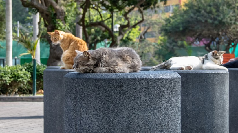 Tall Stories 490: How renovations stripped Bangkok’s Robot Building of ...