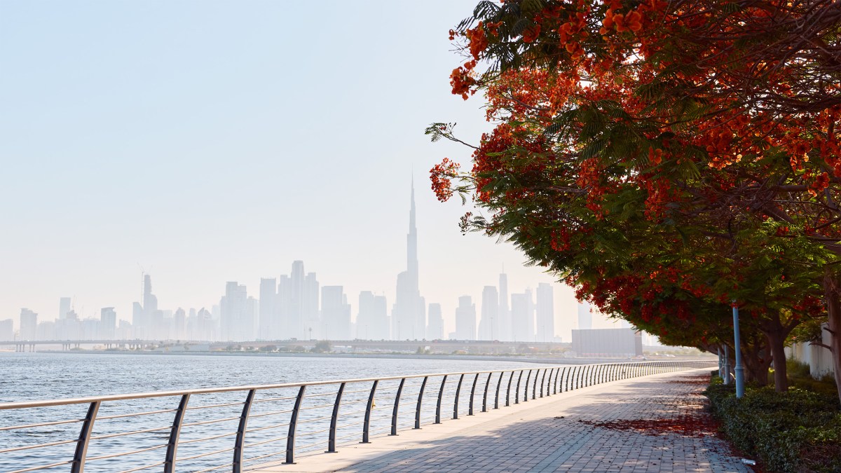 Can Flame Tree Season create Dubai's own cherry-blossom moment? - Monocle